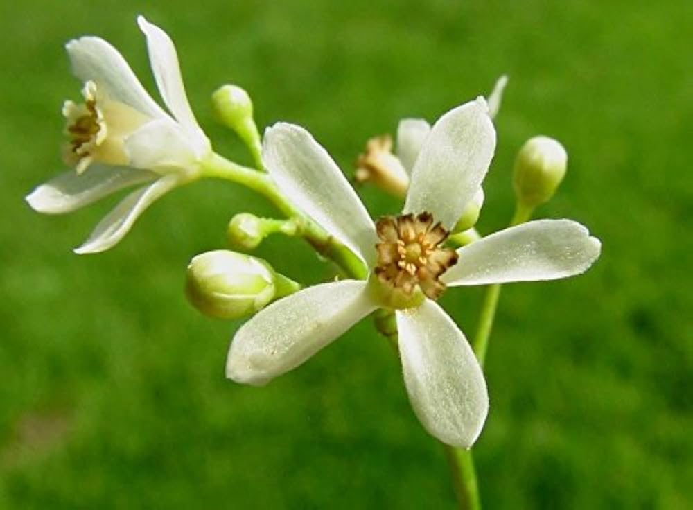 Dried Neem Flower | Vepa Puvvu 10g – PUSHMYCART