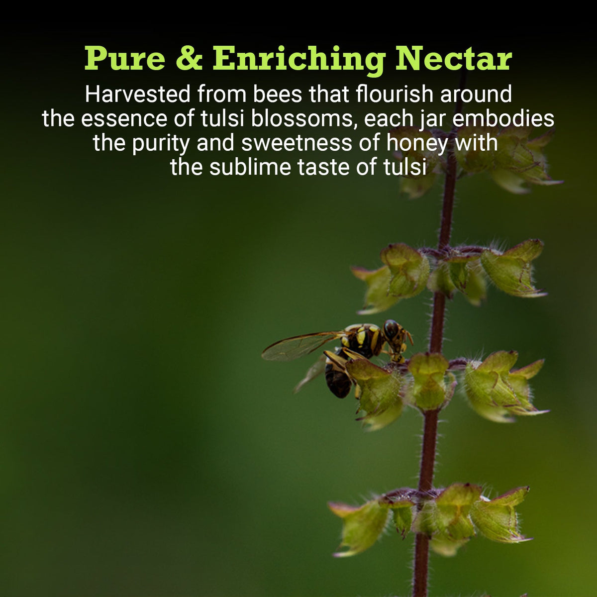 First Bud Organics Tulsi Honey – PUSHMYCART