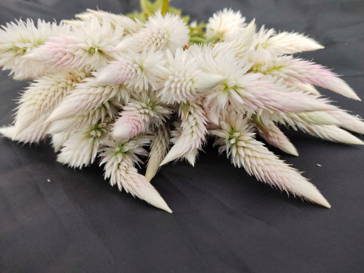 Gunugu Puvvu | Celosia flowers – PUSHMYCART