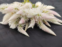 Gunugu Puvvu | Celosia flowers – PUSHMYCART