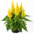 Gunugu Puvvu | Celosia flowers – PUSHMYCART