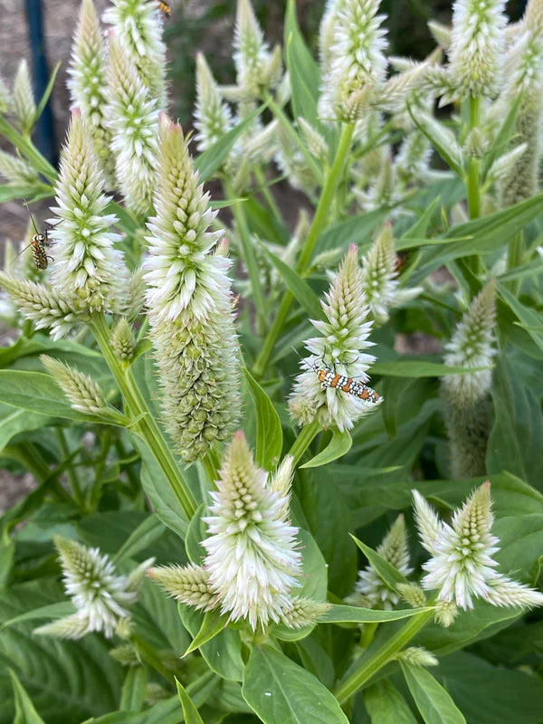 Gunugu Puvvu | Celosia flowers – PUSHMYCART