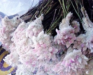 Gunugu Puvvu - Celosia flowers - 10 bunches – PUSHMYCART